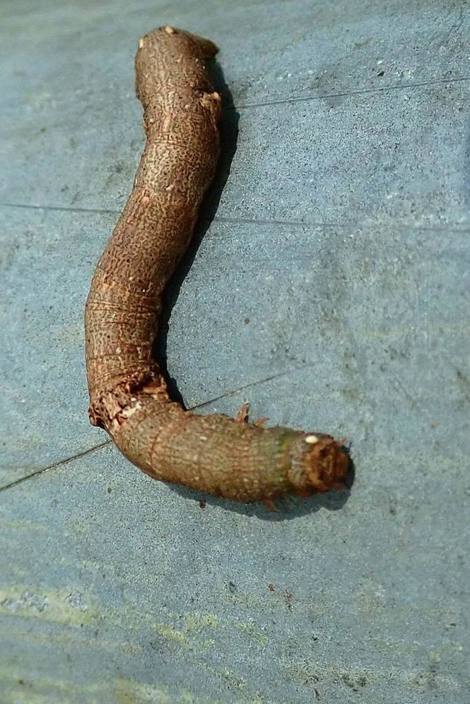 Cleora repulsaria from 香港屯門 on April 18, 2021 at 10:25 AM by Kit Law ...