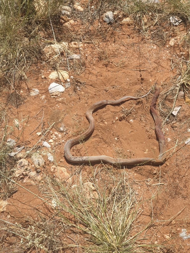 Angola File Snake from Kunene Region, Namibia on April 10, 2021 at 01: ...