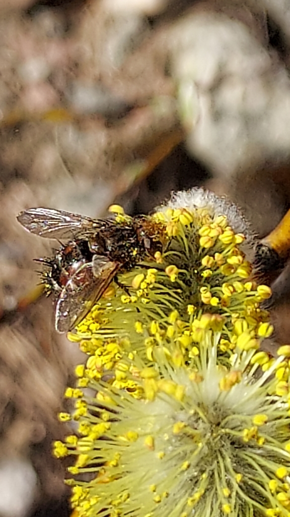 Gonia ornata in April 2021 by Eeva Saarisalo · iNaturalist