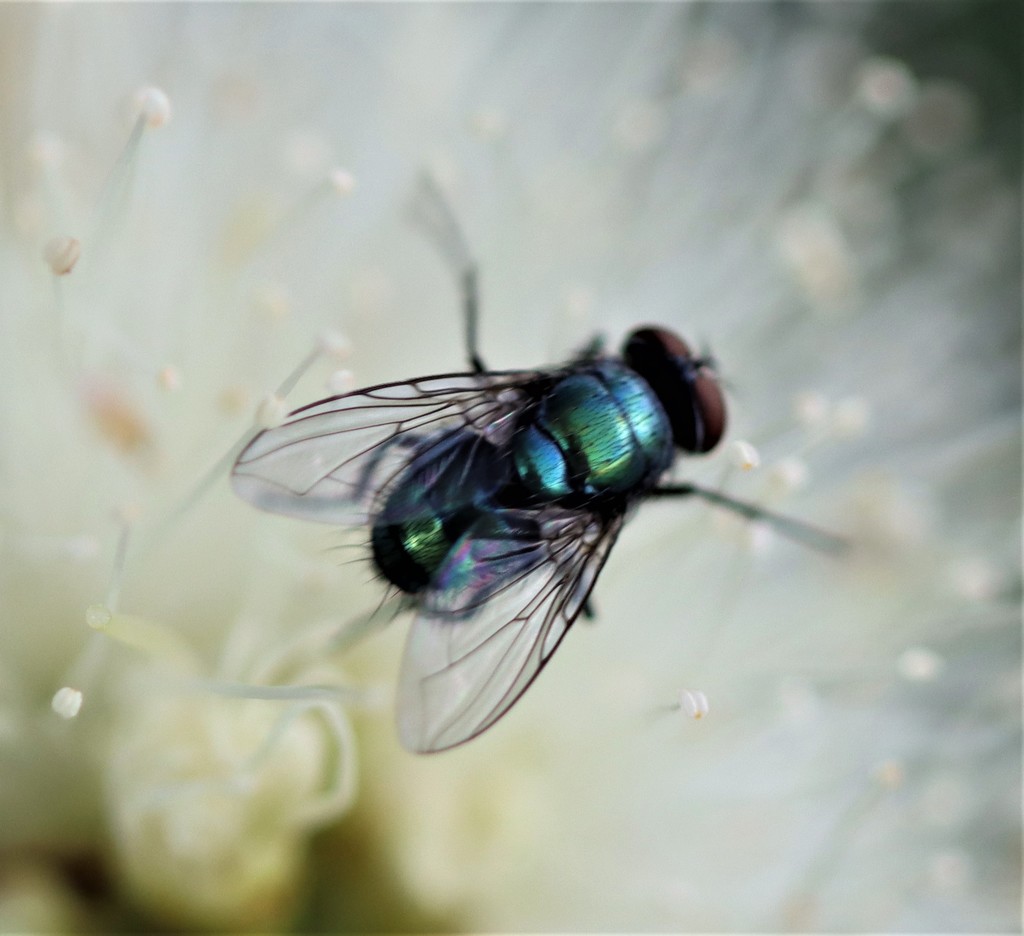 Common European Greenbottle Fly from Kedron Brook Wetland Reserve ...
