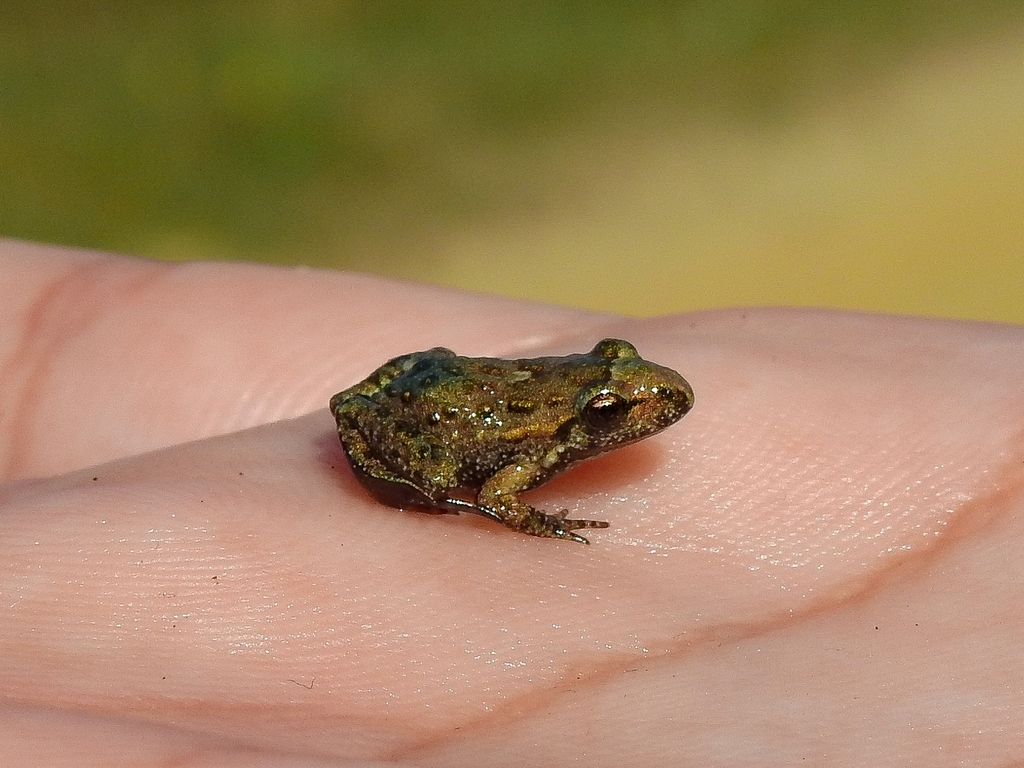 Iberian Painted Frog in April 2021 by Luís Lourenço · iNaturalist