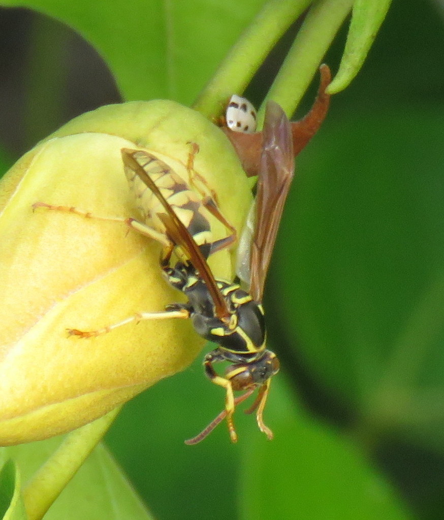 Golden Paper Wasp from Kalaoa, HI 96740, USA on December 1, 2017 at 03: ...