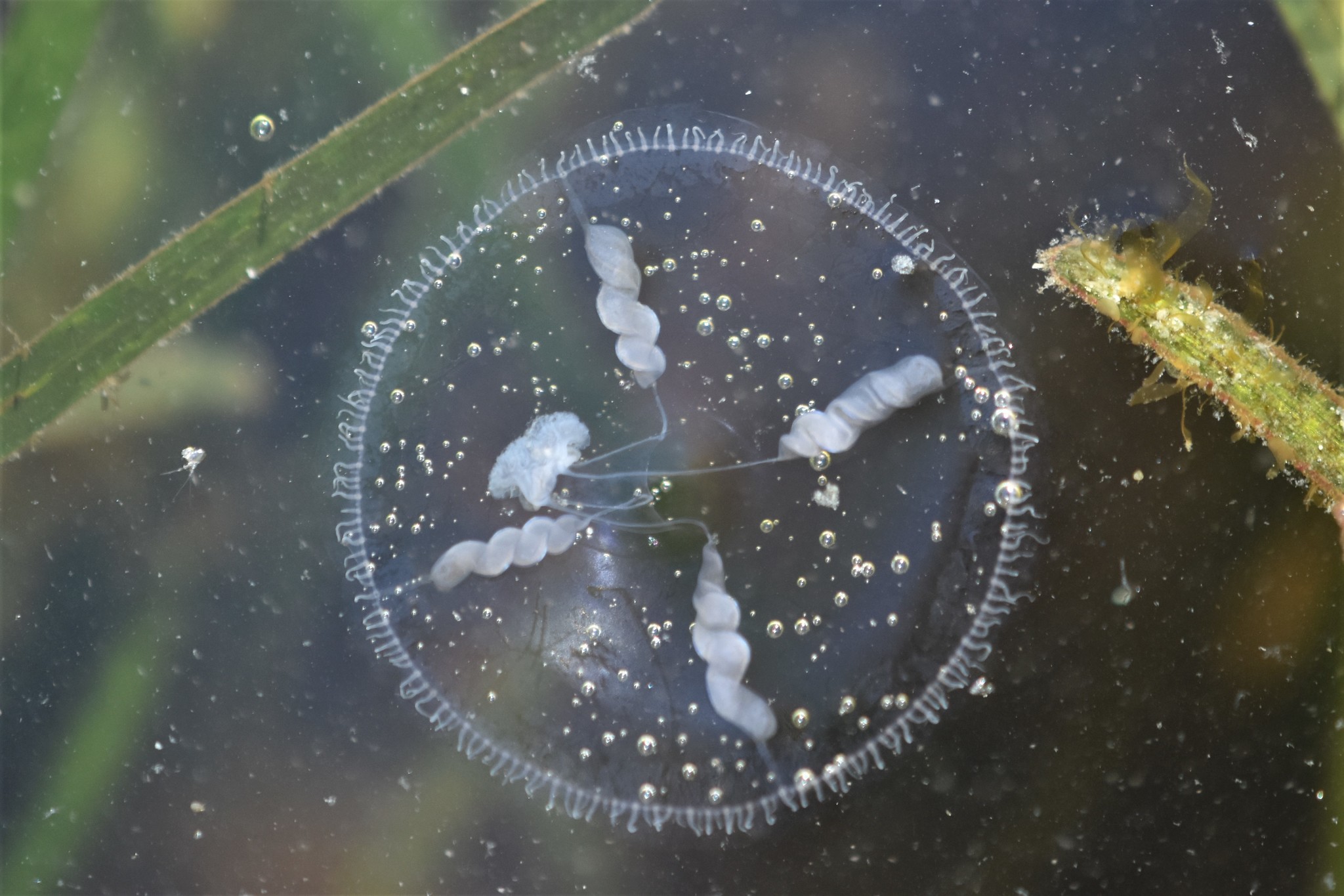 Eutonina indicans (Romanes, 1876)