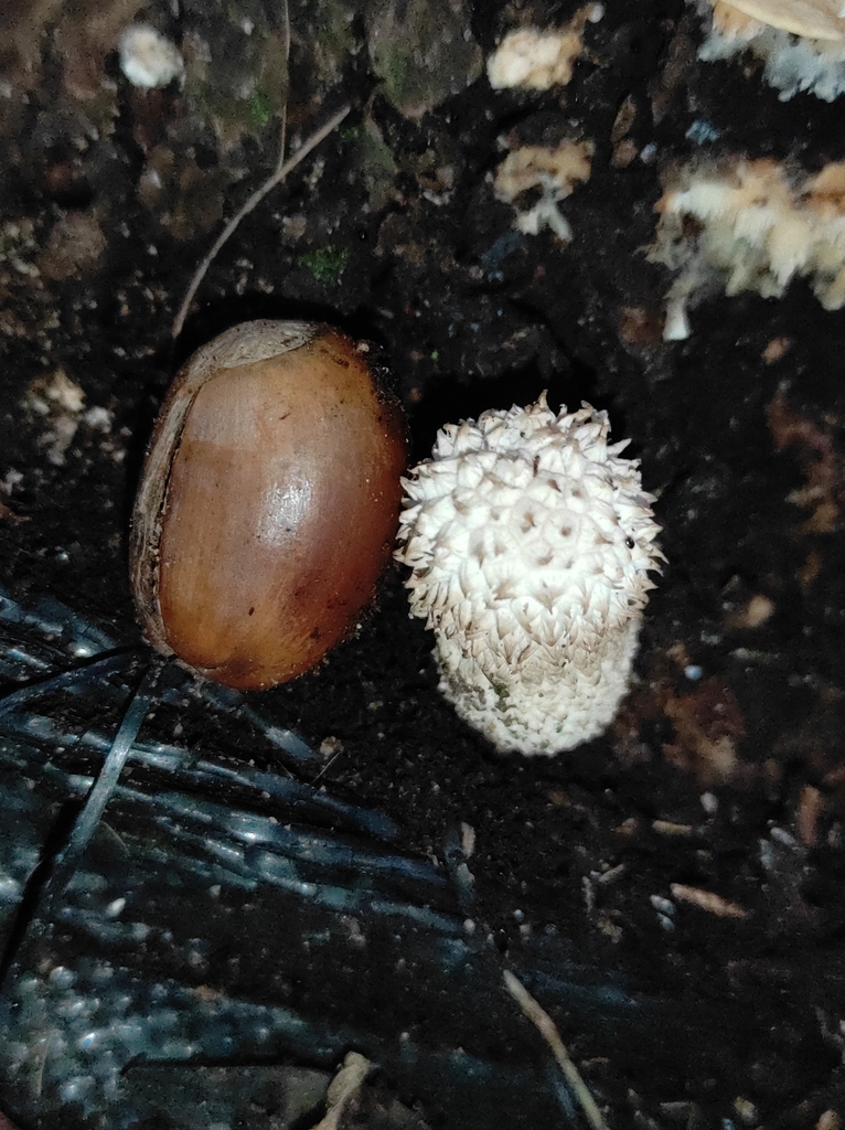 Pestle Puffball from Devine Rd (Tamahere), Tamahere 3283, New Zealand ...