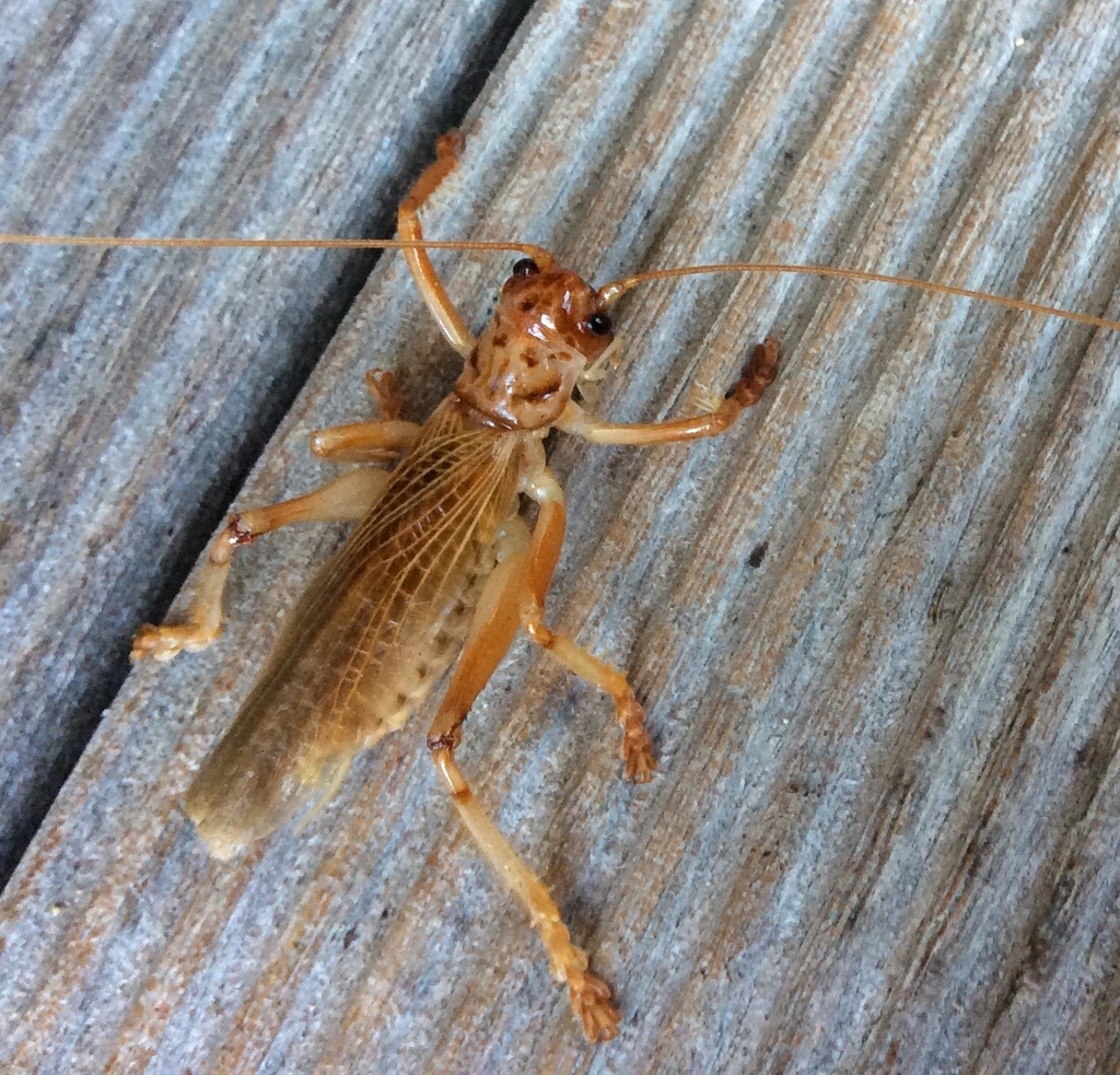 Pterapotrechus from Eleanor Place, Blockhouse Bay, Auckland, NZ on ...
