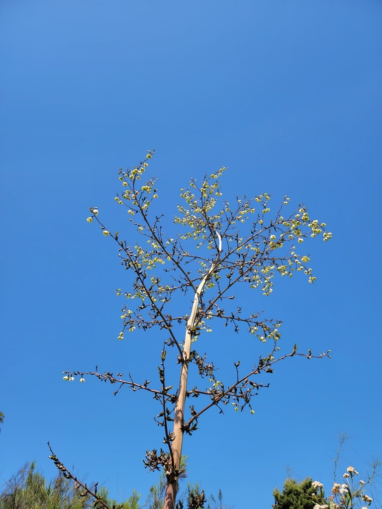 Mauritius hemp (Furcraea foetida) - Botanical Realm