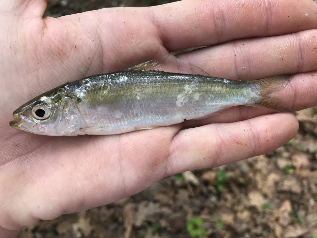 Blueback Shad in April 2021 by Clara Dandridge · iNaturalist