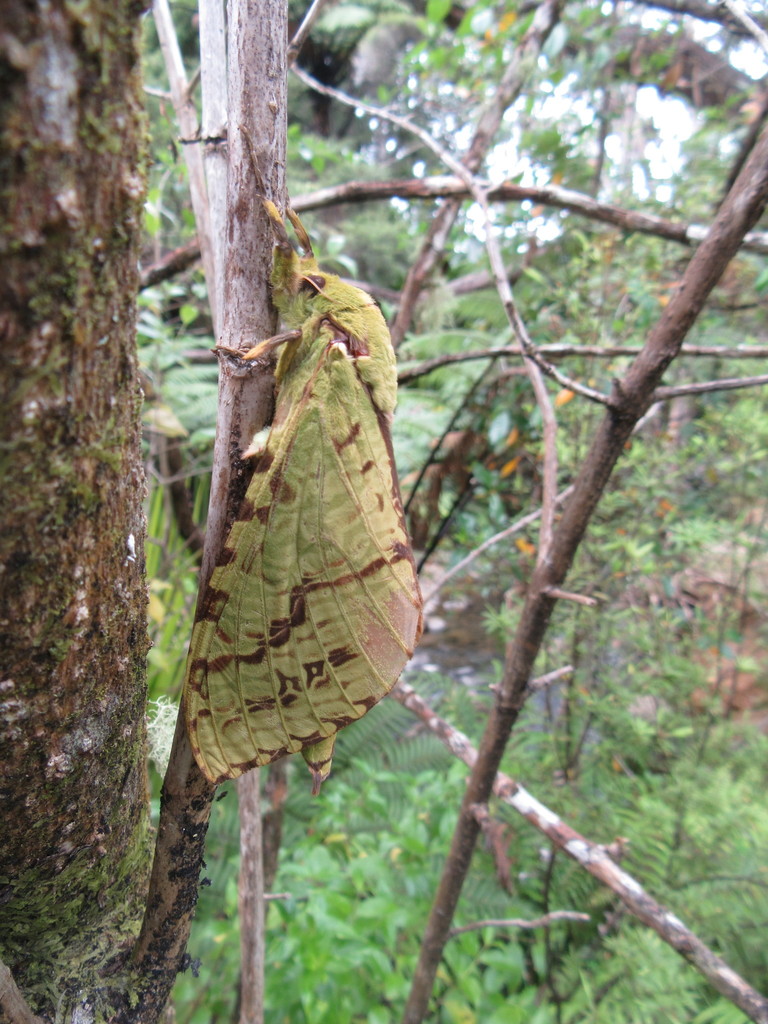 Puriri moth from Huia, Auckland 0604, New Zealand on November 29, 2017 ...