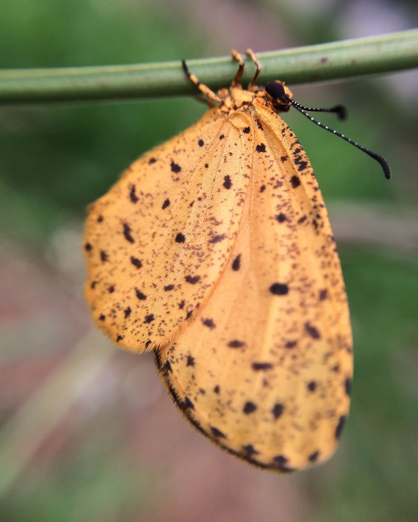 Eastern Spotted Buff (Butterflies of Bonamanzi) · BioDiversity4All