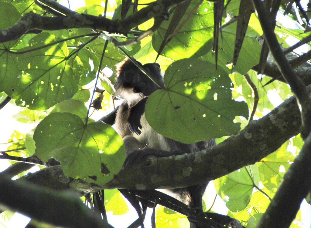 Ashy Red Colobus in June 2016 by Katy · iNaturalist