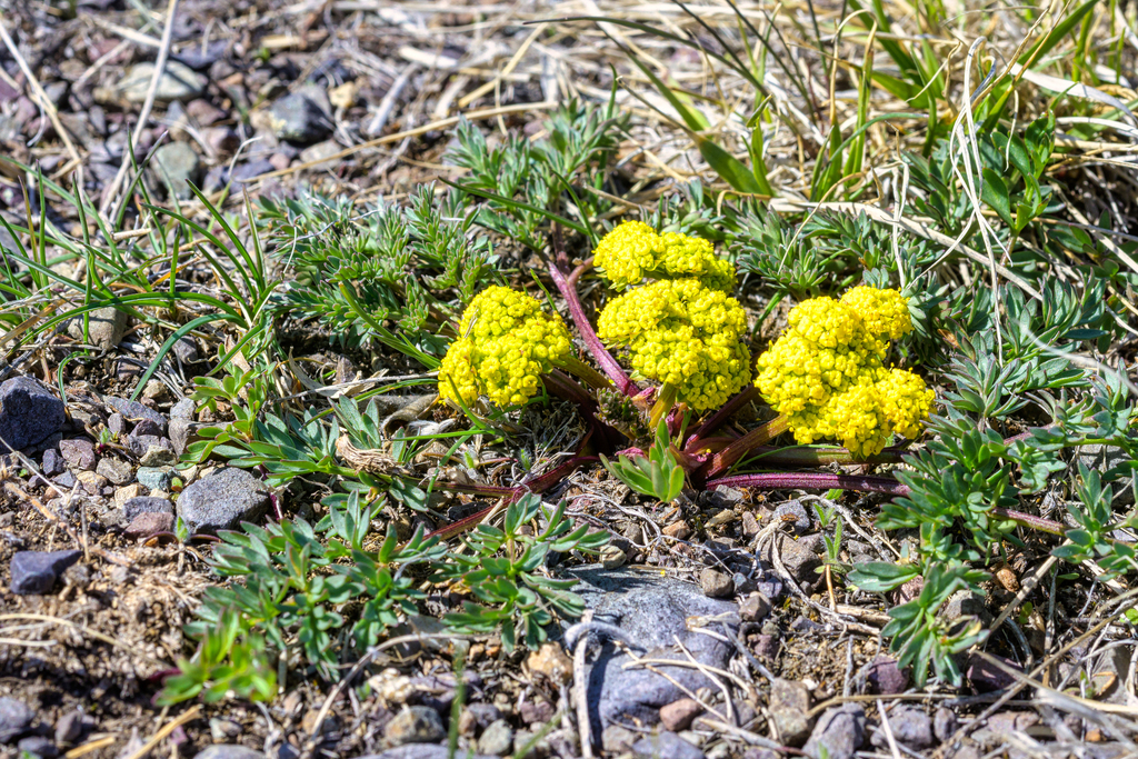 Cous-root Desert-parsley from Missoula, Montana, United States on April ...