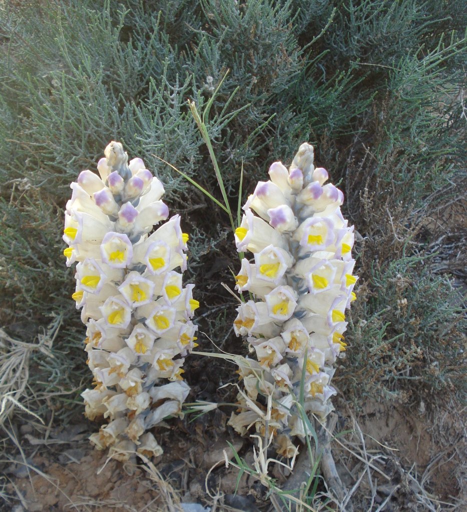 (Cistanche) - Botanical Realm
