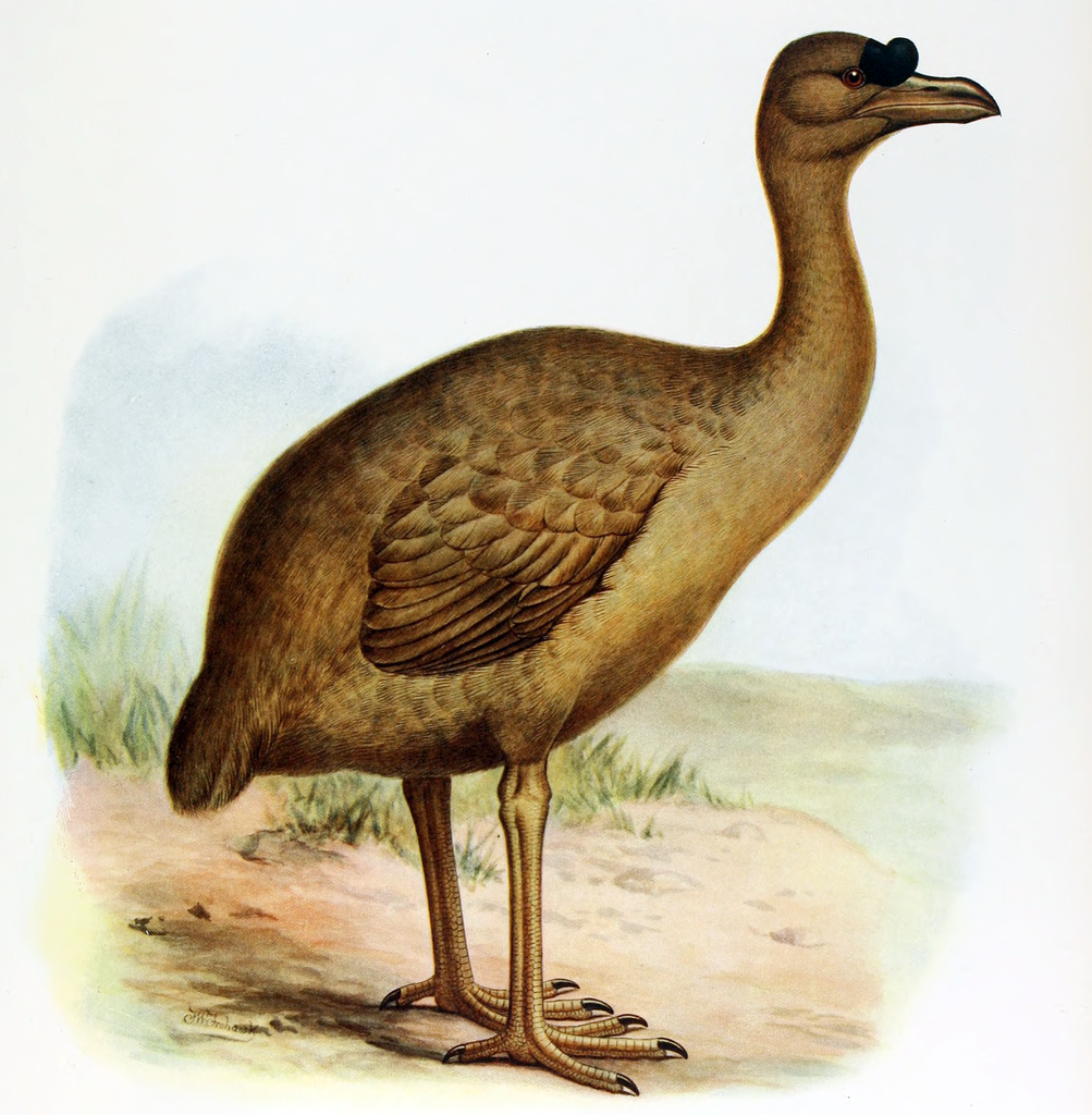 Rodrigues Solitaire (Pezophaps solitaria) - Avian Discovery