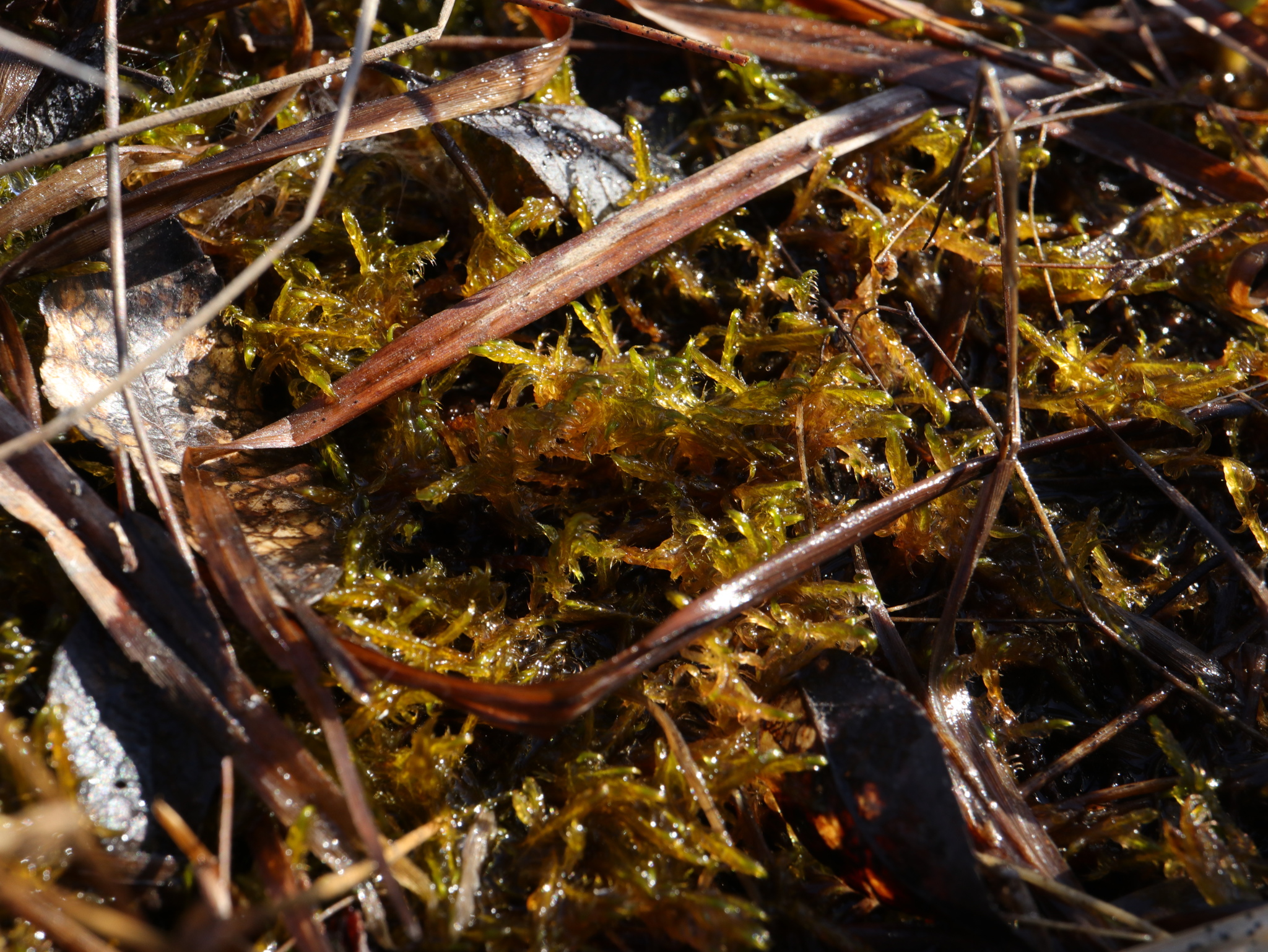 Sarmentypnum exannulatum (Schimp.) Hedenäs