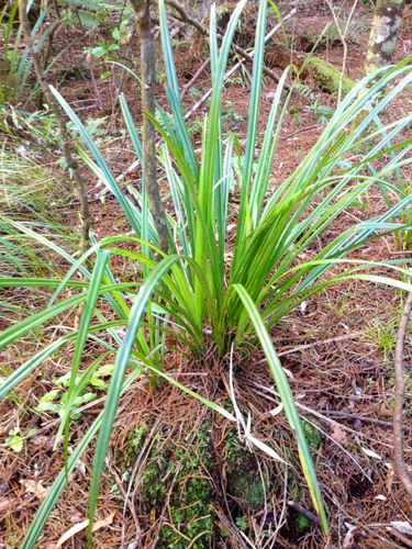 Kauri Grass (Astelia trinervia) · iNaturalist
