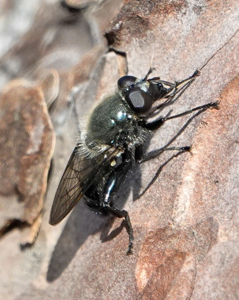 Orange Catkin Fly from San Bernardino County, CA, USA on April 7, 2021 ...