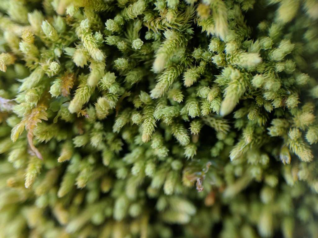Yellow Yarn Moss (Claopodium rostratum) - Botanical Realm