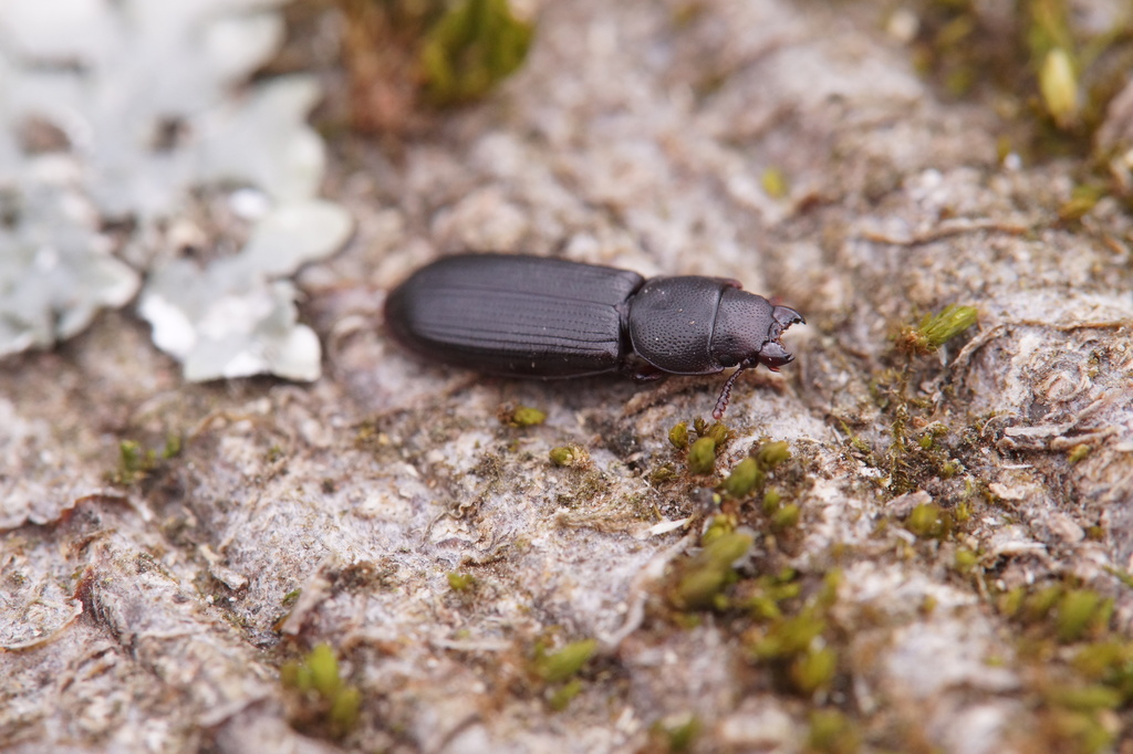 Tenebroides fuscus from Offenburg, Deutschland on April 18, 2021 at 02: ...