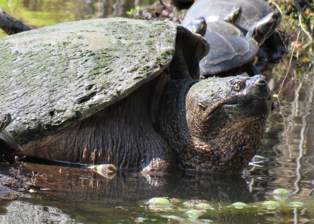 Common Snapping Turtle from Crystal Bay - Lakeview Park - Britannia ...