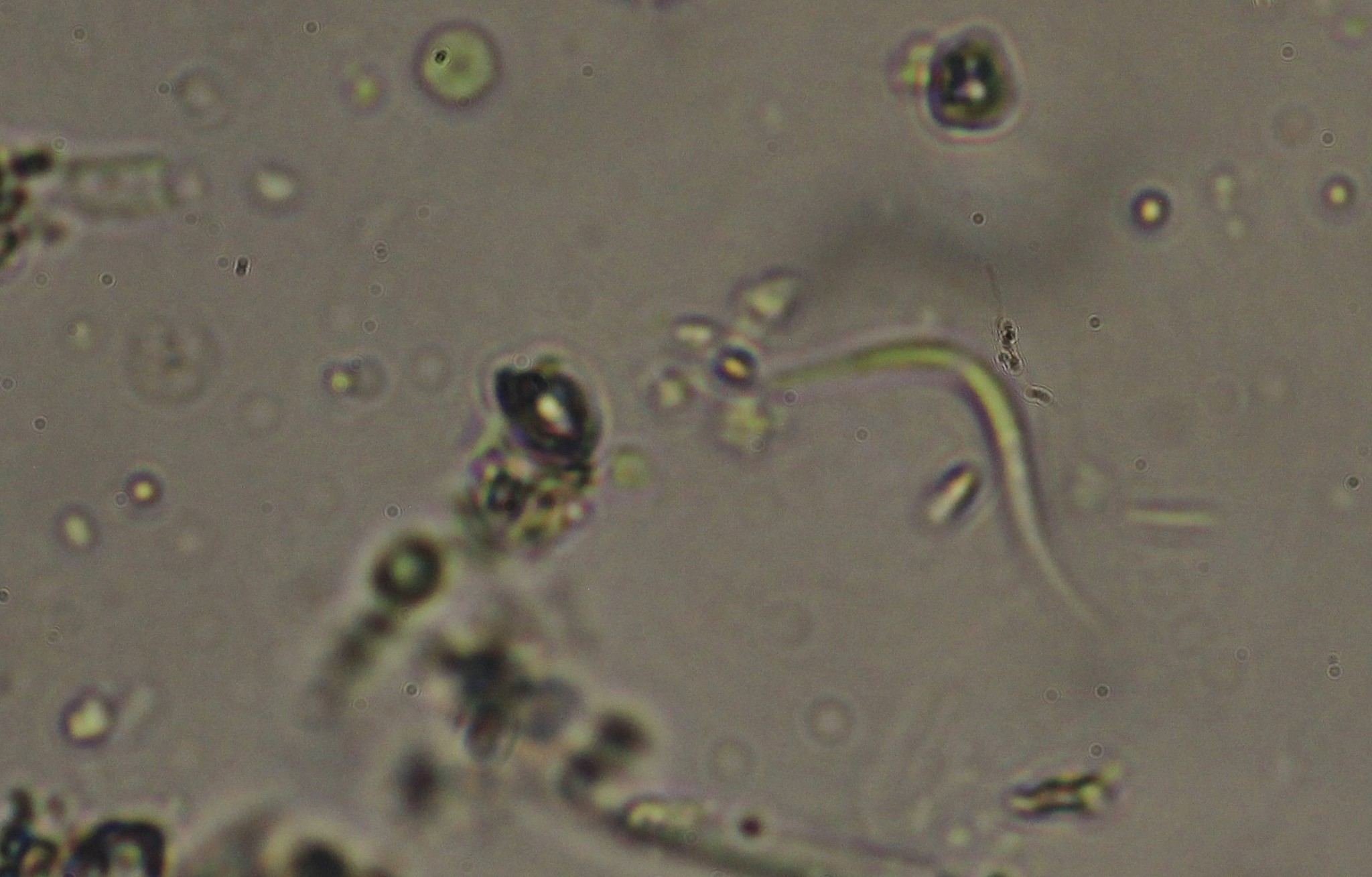 Monoraphidium Komárková-Legnerová, 1969