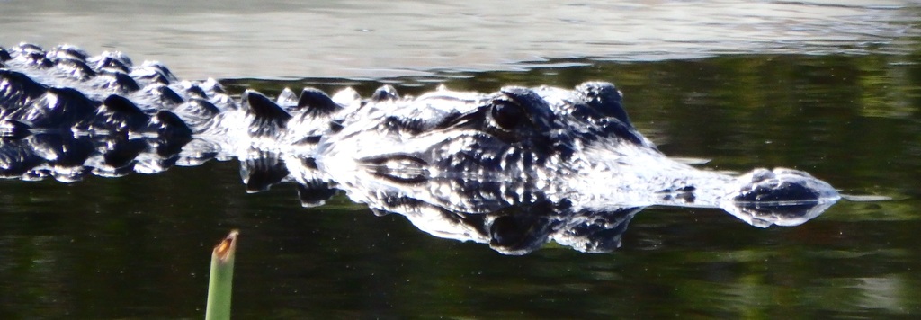 American Alligator from 26700 SW 8th St, Miami, FL 33194, USA on ...