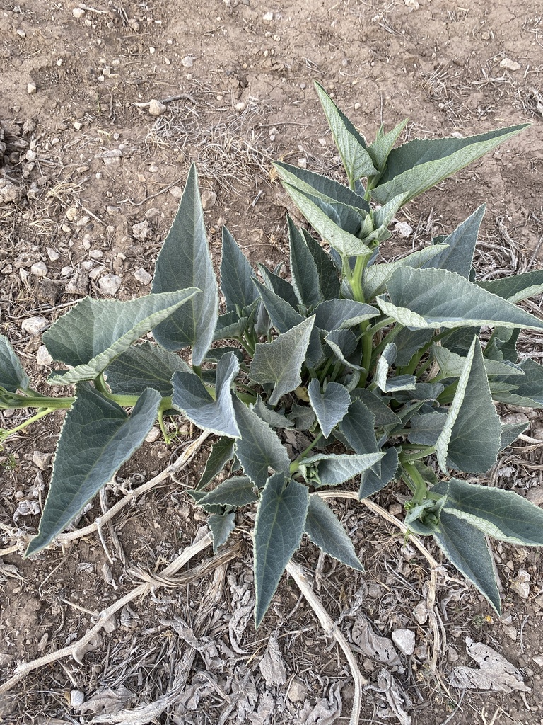 Buffalo Gourd from Brewster County, US-TX, US on April 15, 2021 at 07: ...