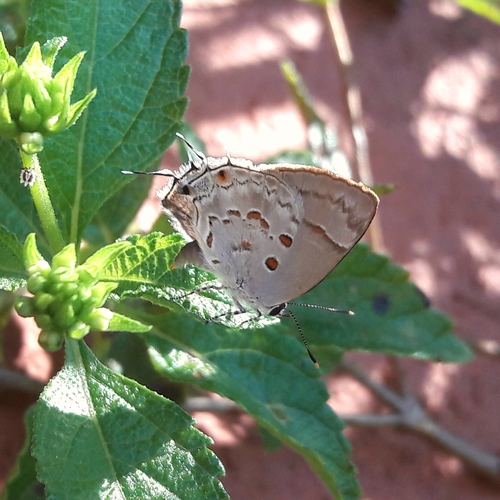 Subspecies Tmolus echion echion · iNaturalist