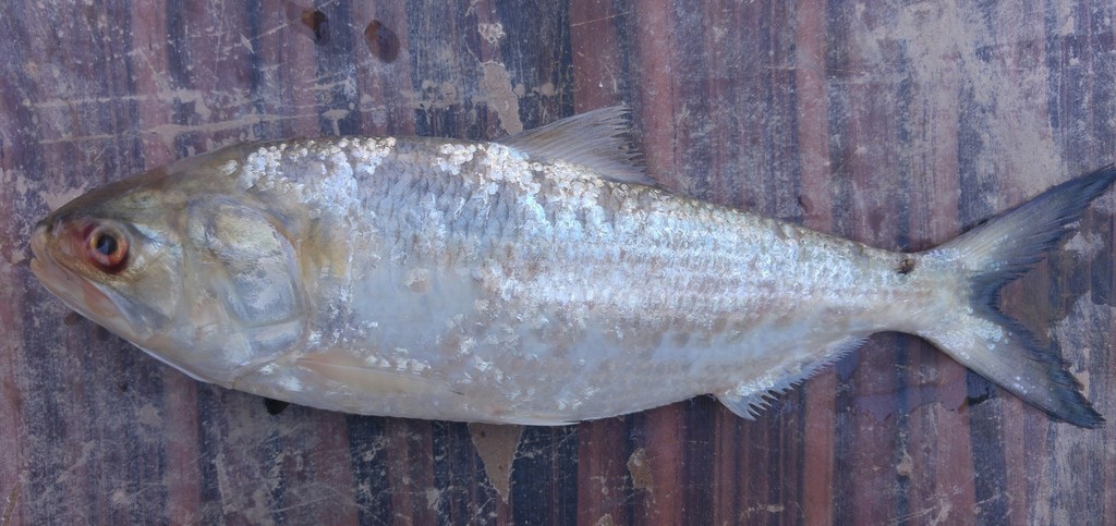 Ilish (Tenualosa ilisha) - Marine Life Identification