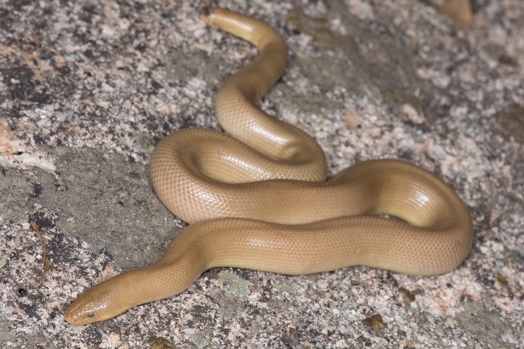 Southern Rubber Boa in May 2017 by jeremywright. Another beautiful ...
