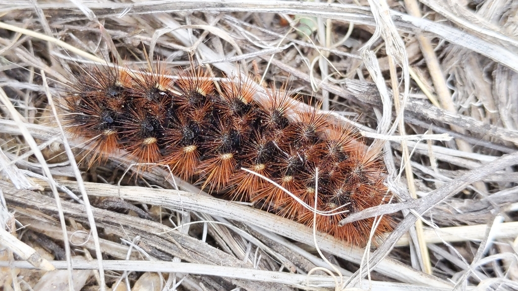 Tiger Moths from Elena Gallegos Grant, Albuquerque, NM, USA on April 18 ...