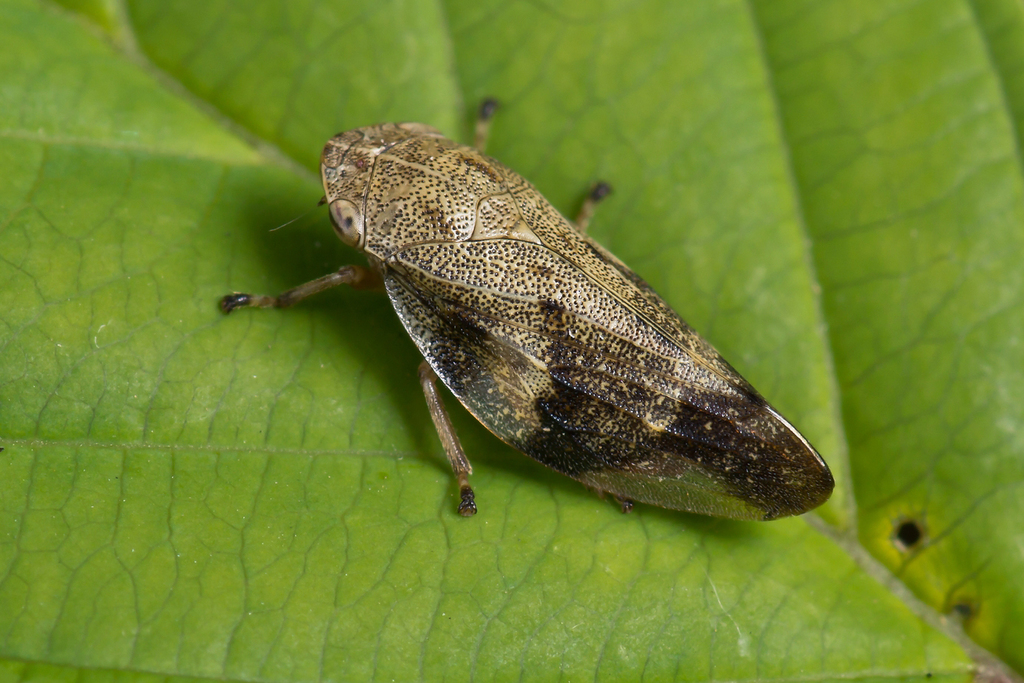 Alder Spittlebug from Новинки-Бегичево, Московская обл., Россия, 142325 ...
