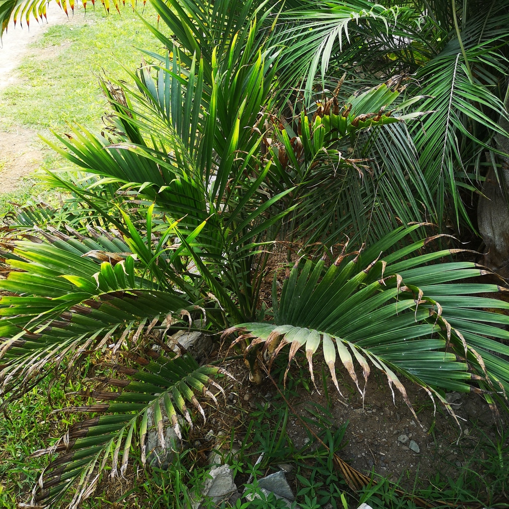 cascade palm from Pueb Medio Mundo, 15160, Perú on April 18, 2021 at 03 ...
