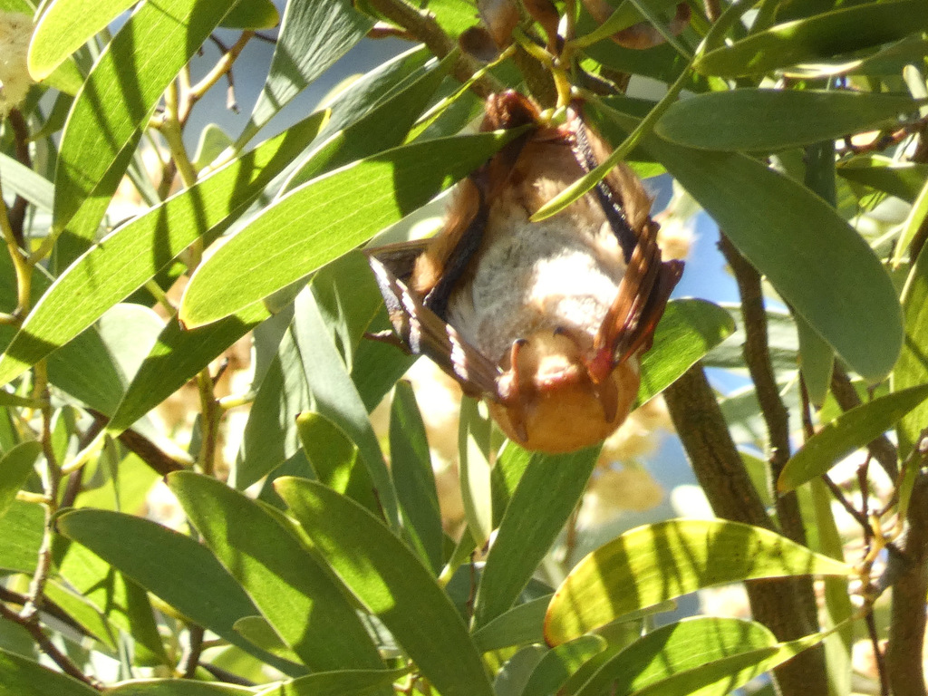 Western red bat from Presidio of San Francisco, San Francisco, CA, USA ...