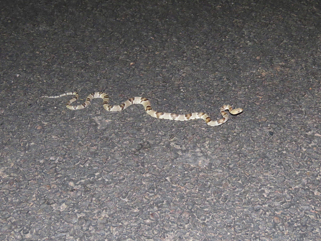 Sonoran Lyre Snake in April 2021 by Kenneth Bader · iNaturalist