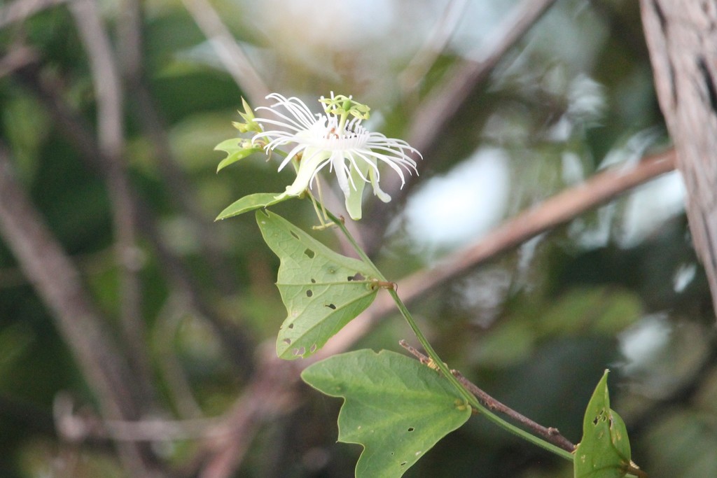 Passiflora misera from Barba Azul Nature Reserve on April 11, 2021 at ...