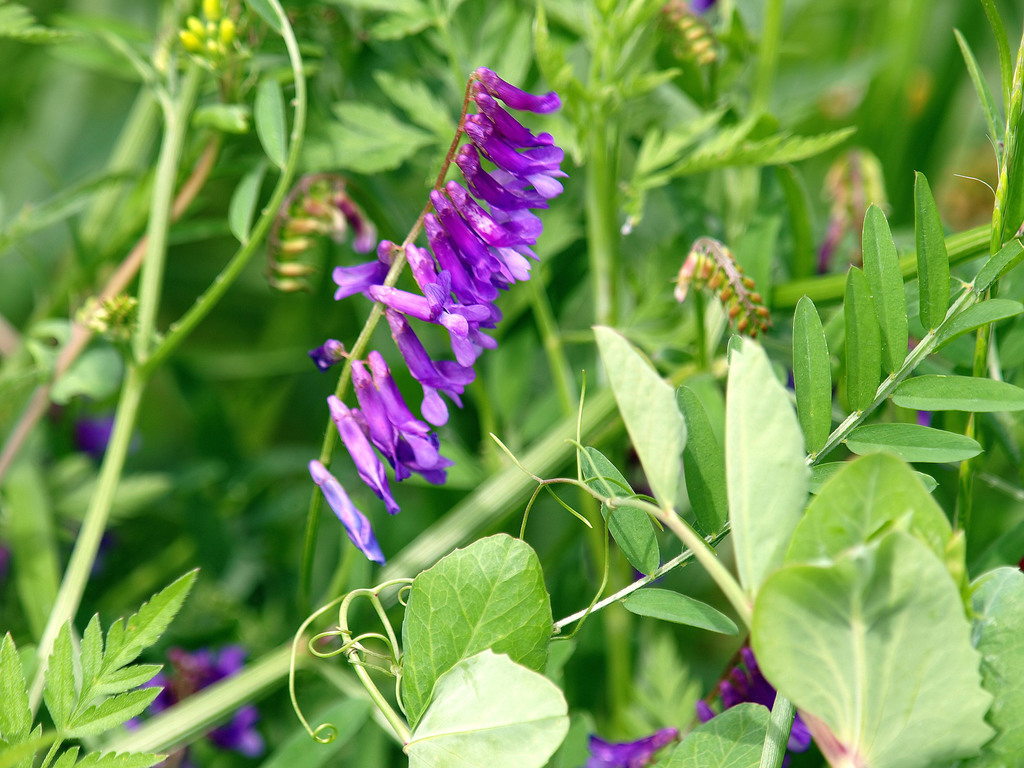 hairy vetch from Dallas, TX, USA Winfrey on April 16, 2019 at 10:57 AM ...