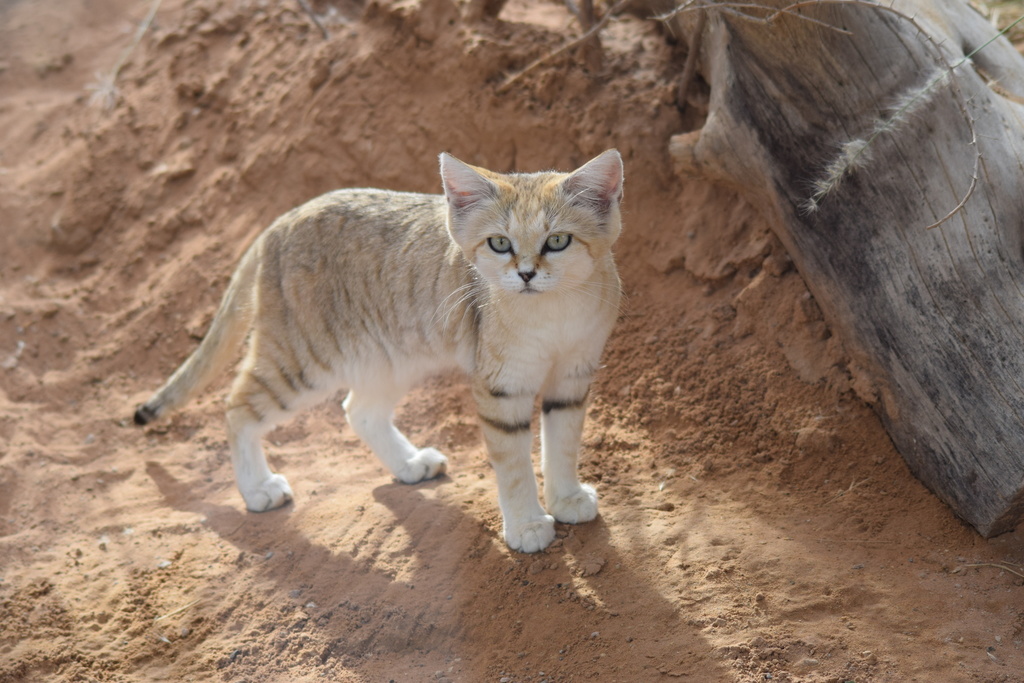 Sand Cat (Felis margarita) - Know Your Mammals