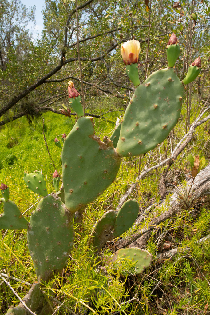 Opuntia keyensis from Monroe County, FL, USA on April 18, 2021 at 12:44 ...