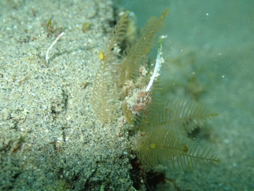 Aglaophenia tubiformis · iNaturalist