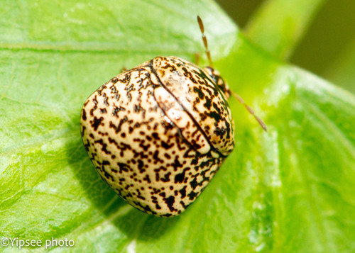 Coptosoma pardalinum · iNaturalist