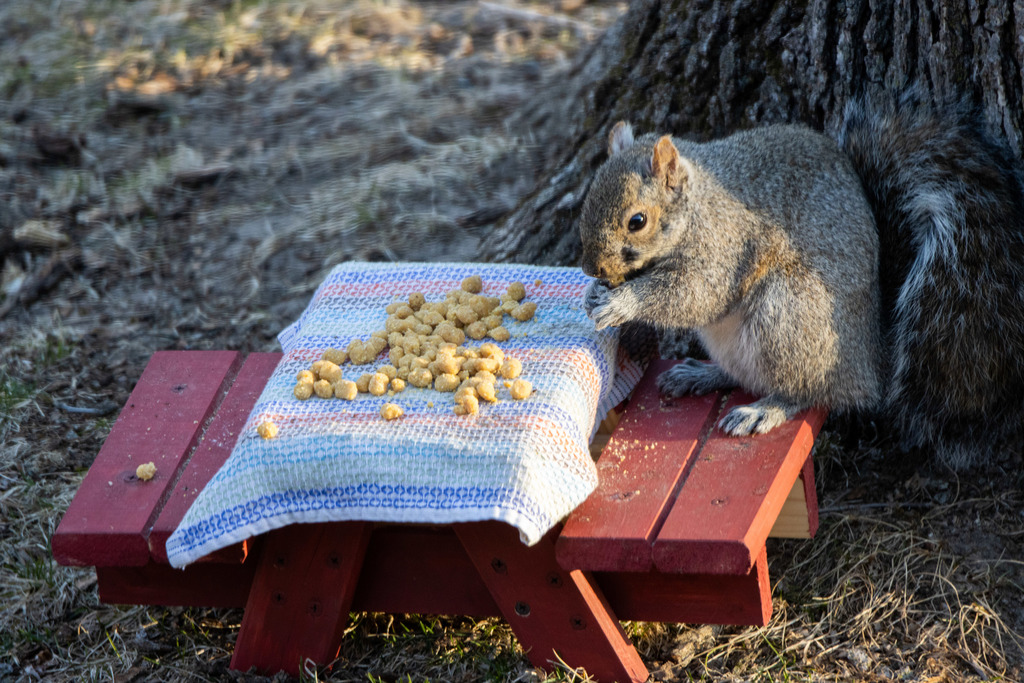 Eastern Gray Squirrel from Coon Rapids, MN, USA on March 20, 2021 at 08 ...