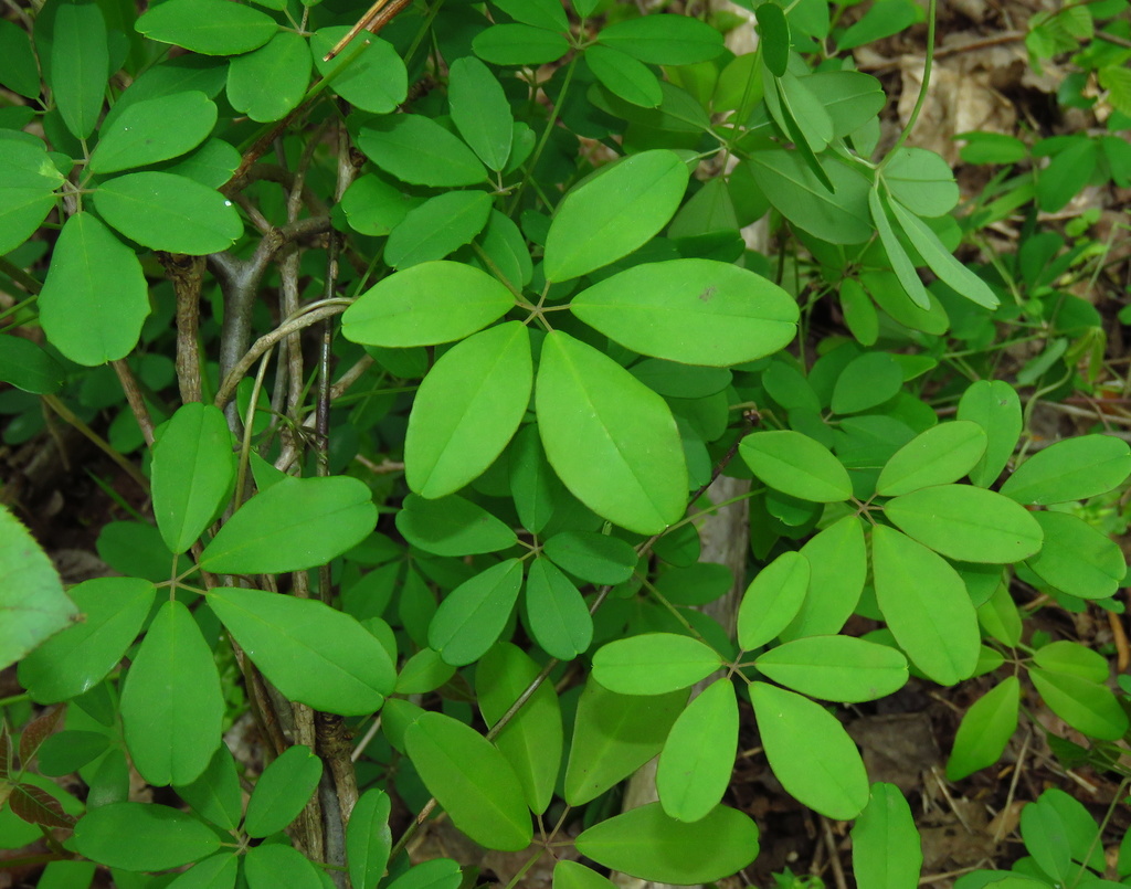 Five-leaf akebia from Burke, VA, USA on April 18, 2021 at 03:20 PM by ...