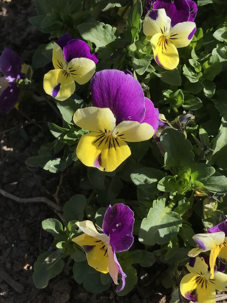 violets from Lebanon, OR 97355, USA on April 16, 2021 at 10:51 AM by ...