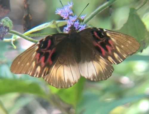 Subspecies Anetia thirza insignis · iNaturalist