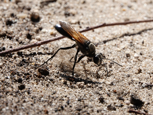 Sphex modestus · NaturaLista Colombia