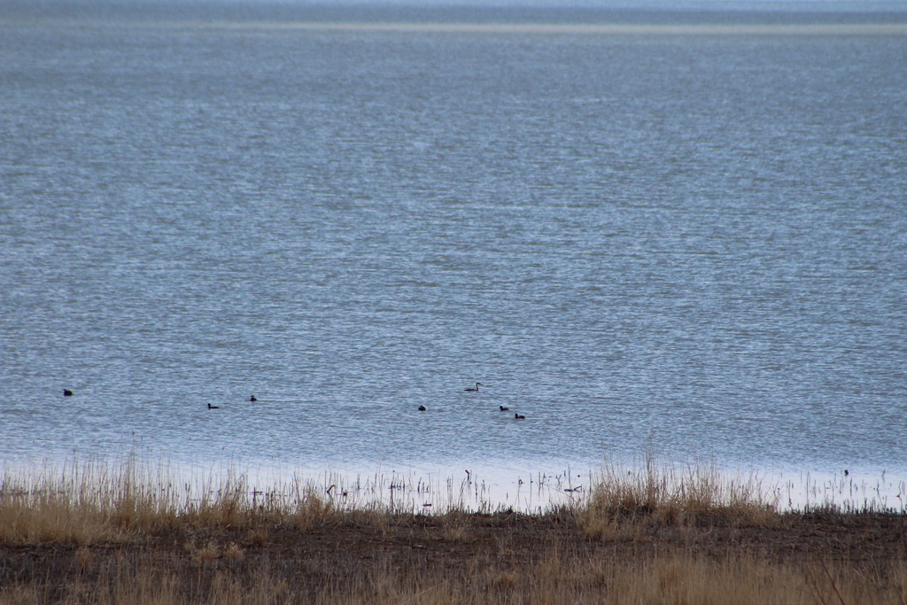 Western Grebe from Utah County, UT, USA on April 17, 2021 at 02:31 PM ...