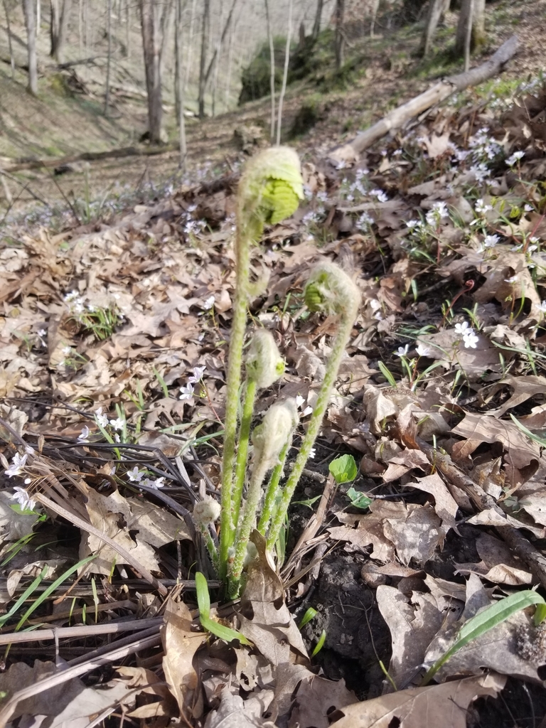 interrupted fern from Richland, IA, USA on April 18, 2021 at 03:51 PM ...