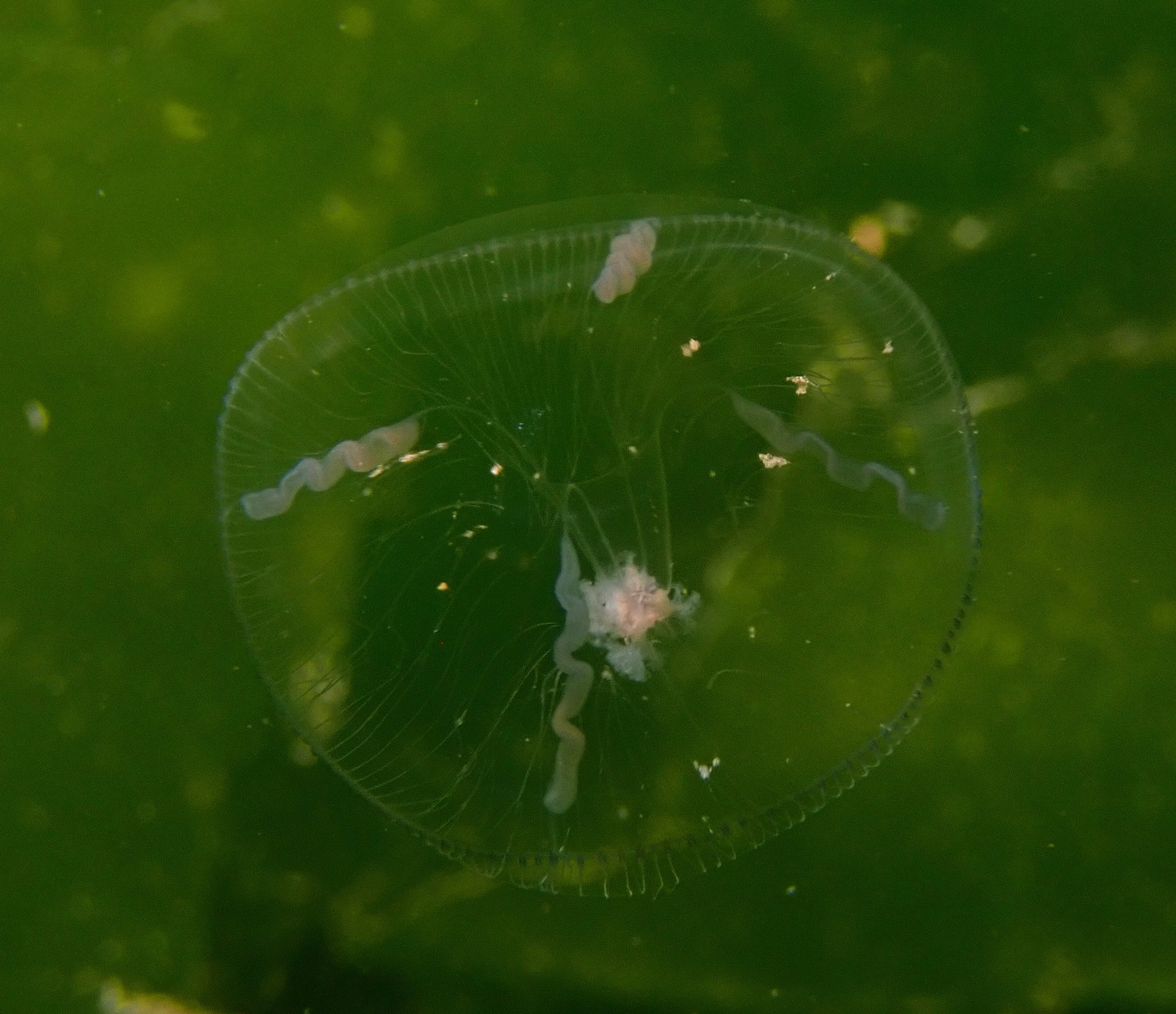 Eutonina indicans (Romanes, 1876)