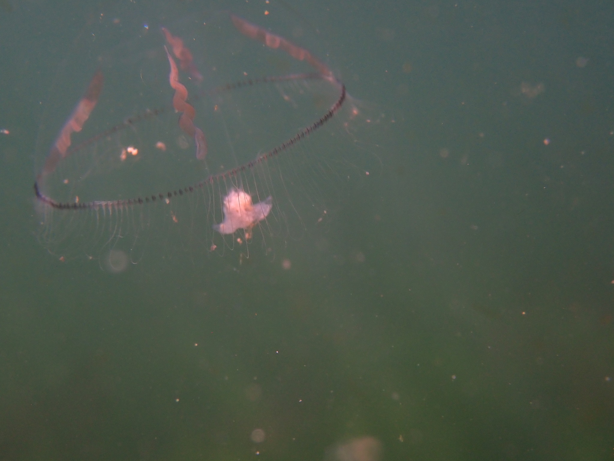 Eutonina indicans (Romanes, 1876)