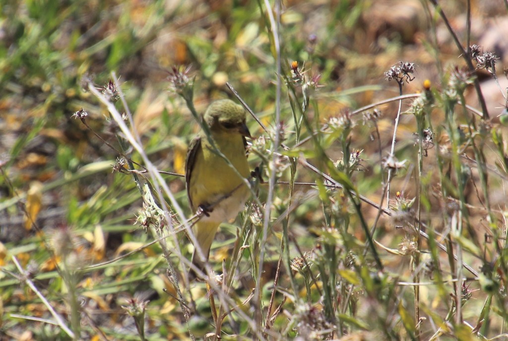 Lesser Goldfinch from San Diego, CA, USA on April 18, 2021 at 02:05 PM ...